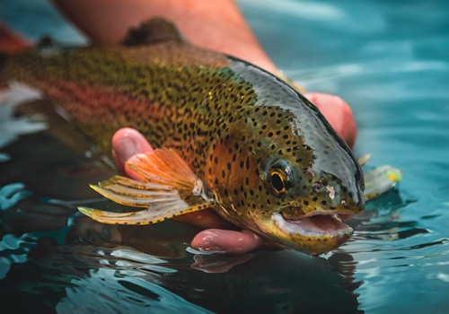 Fish and Fjords Explorer - Alaska Wildland Adventures