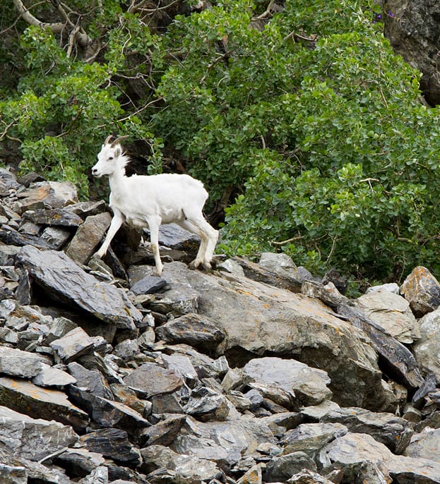 Denali National Park - Alaska Wildland Adventures