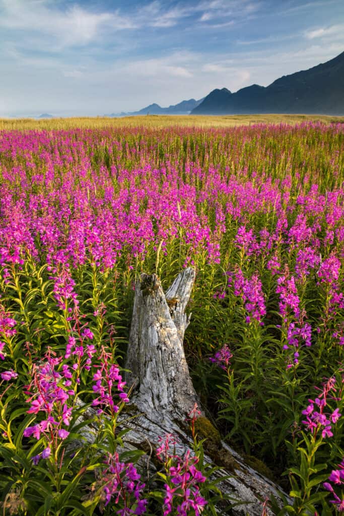 Fireweed - Alaska Wildland Adventures