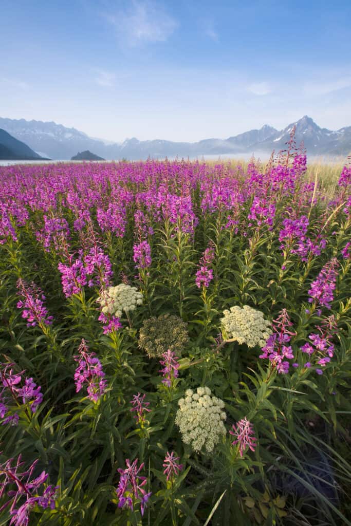 Fireweed - Alaska Wildland Adventures
