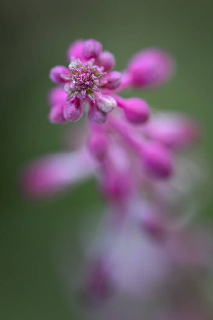 Fireweed - Alaska Wildland Adventures