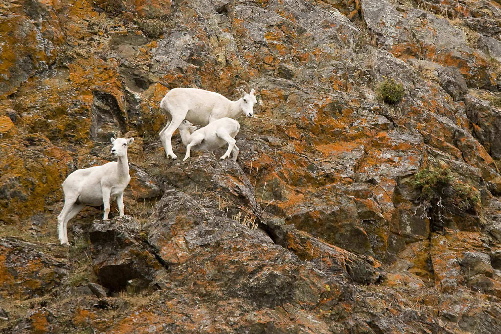 Dall Sheep - Alaska Wildland Adventures